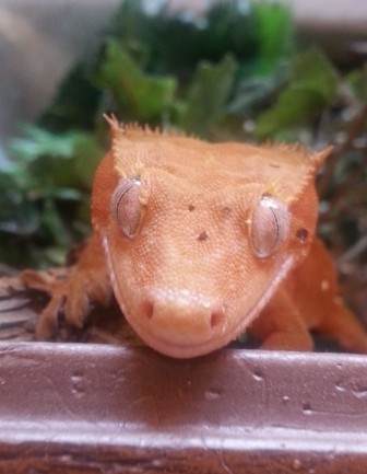 Traveling Petting Zoo - Exotic Animals & Reptiles in San Antonio TX ...