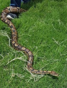 Traveling Petting Zoo - Exotic Animals & Reptiles in San Antonio TX ...